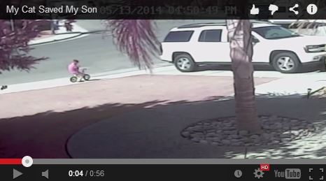Cat defends owner's son (graphic content) | newscentermaine.com