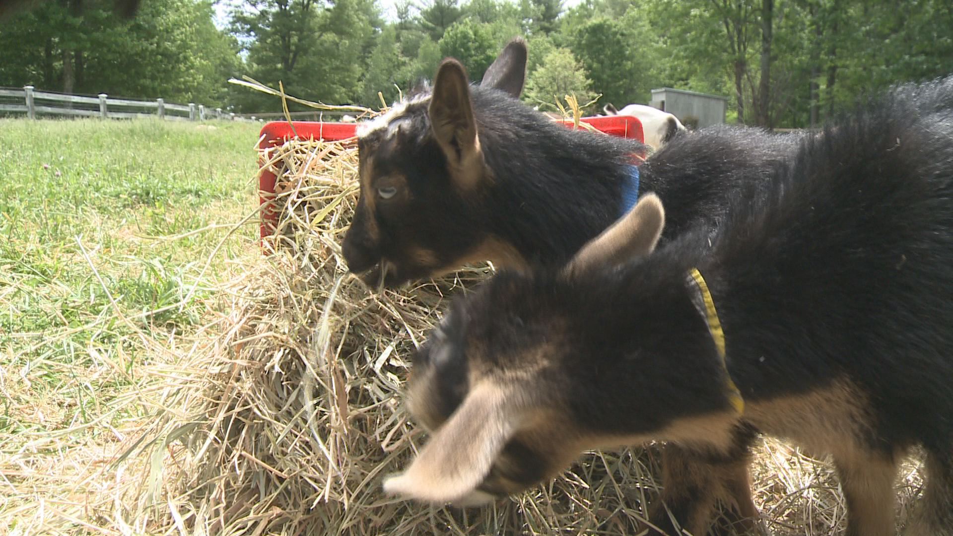 Maine farm posts goat video, gets nearly 2-million views ...