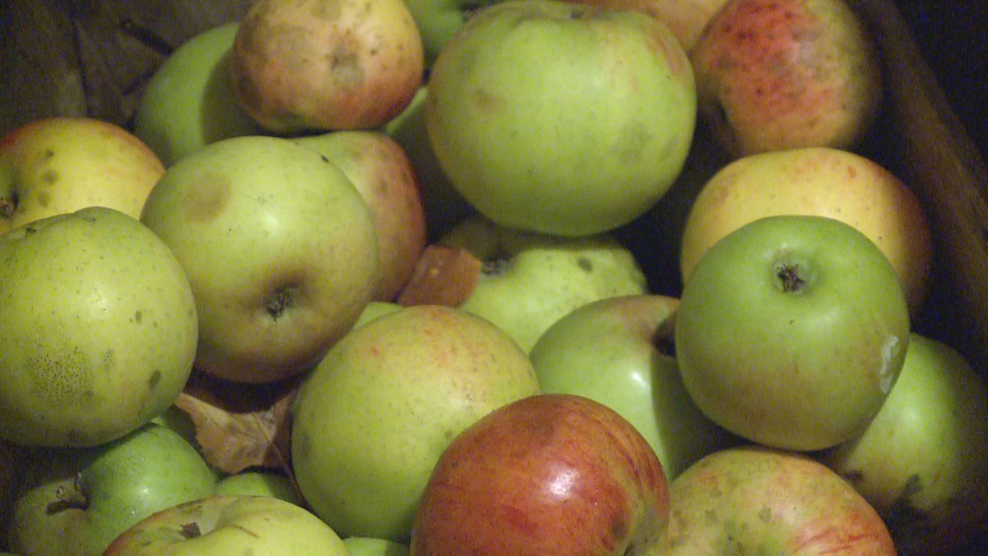 Bunker protects heritage apple varieties | newscentermaine.com