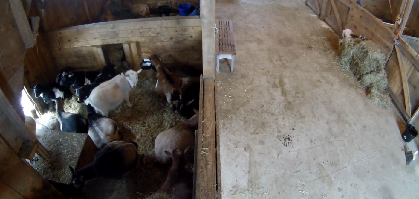 Goat farm puts birthing stall online | newscentermaine.com