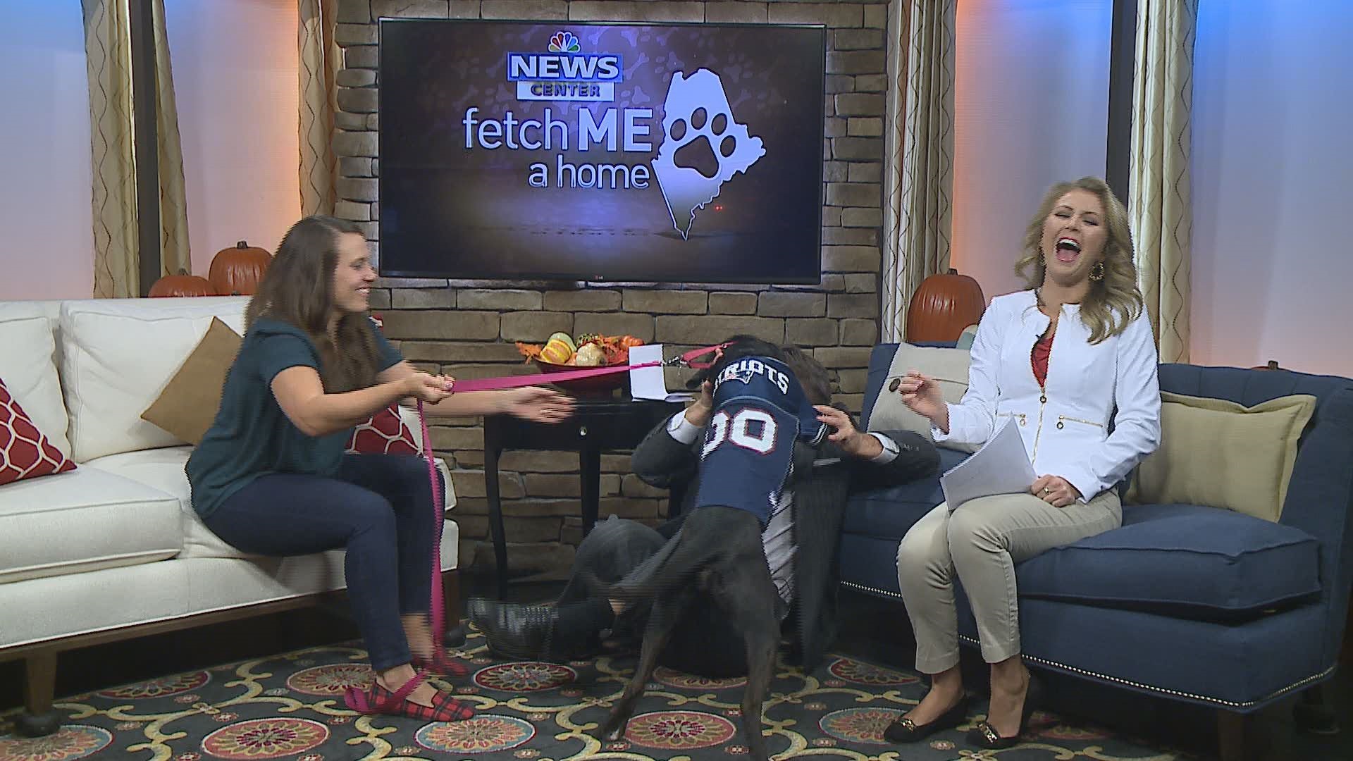Fetch ME a Home, October 18 | newscentermaine.com