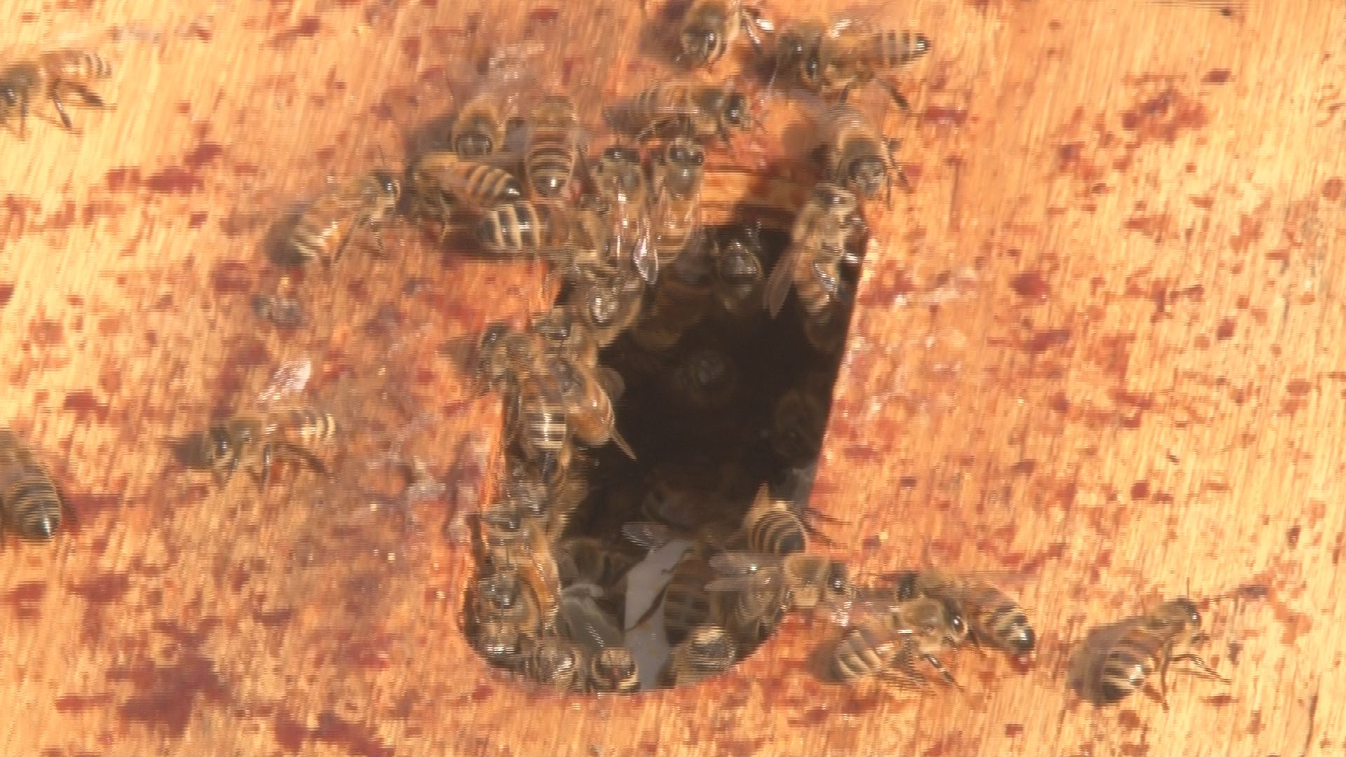 Help needed to count bumble bees, which are boon to farms ...