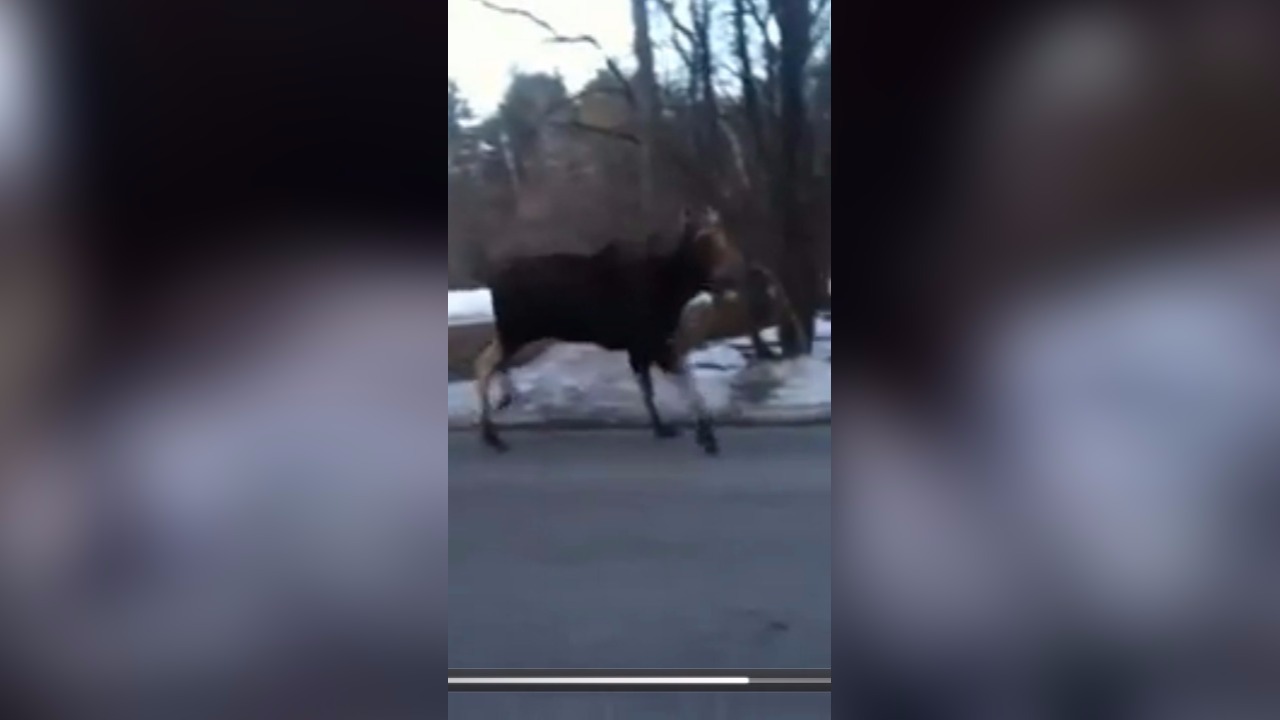 Video of moose's slip-and-slide down York County road goes viral ...