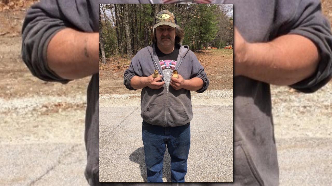 Man rescues ducklings that were trying to cross a busy NH highway ...