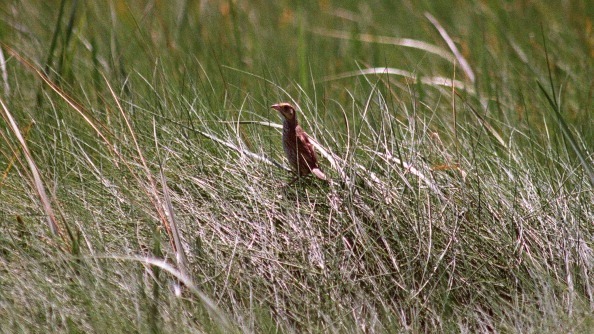 East Coast's saltmarsh sparrow disappearing, scientists say ...
