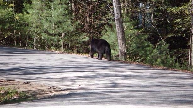 Dry weather causes a high number of bear complaints | newscentermaine.com