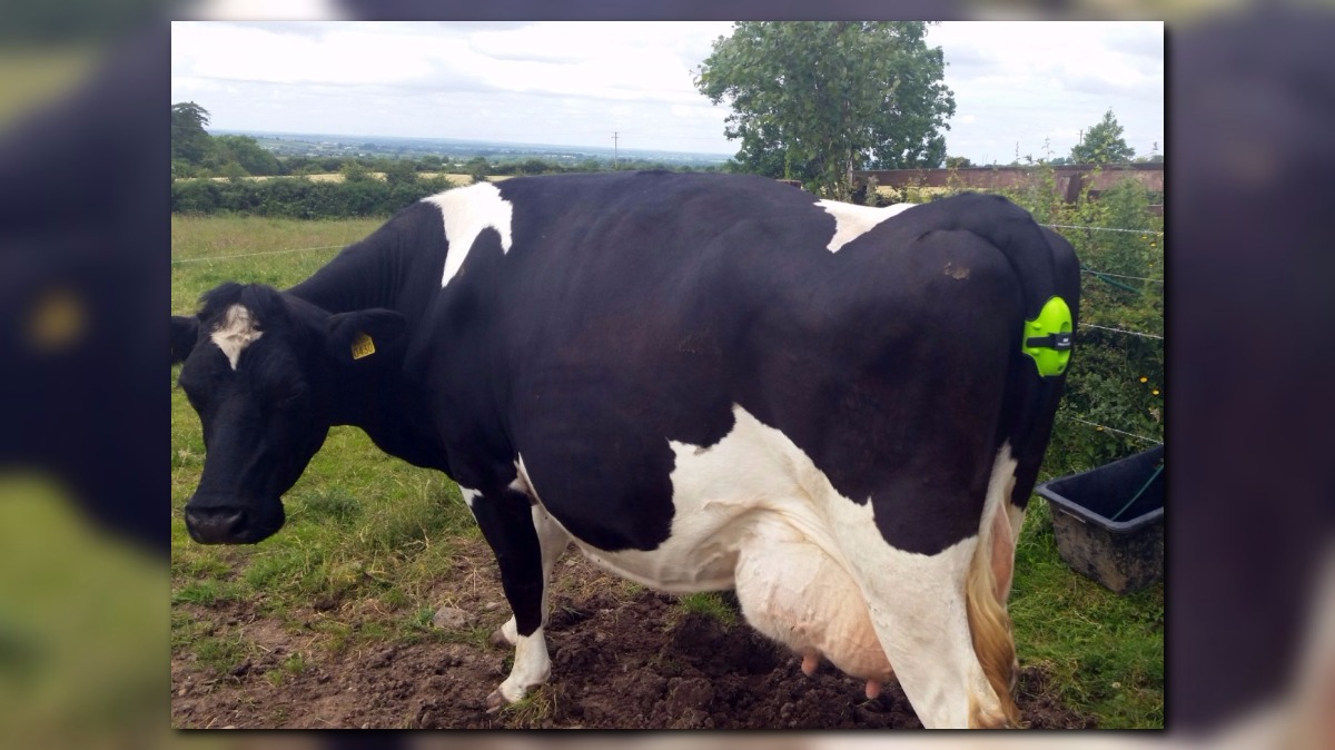 Cow Sends Text Via New Birthing Technology | wfmynews2.com