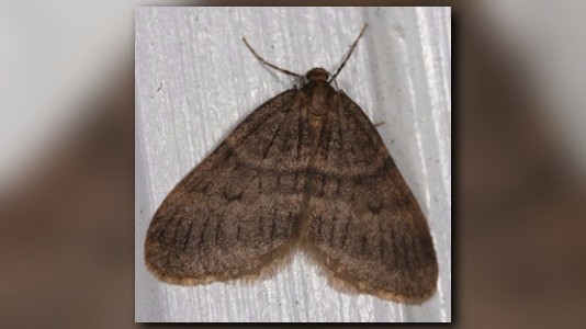 Forestry service wants residents to find defoliating moths ...