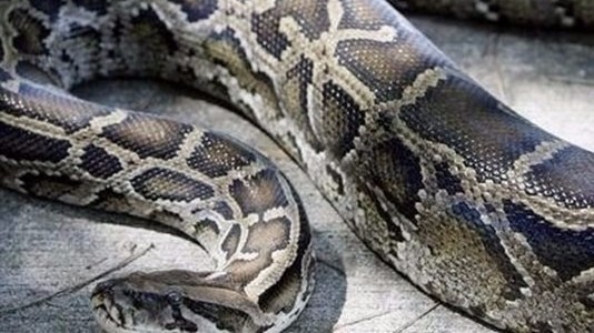 Florida python ate 3 deer | newscentermaine.com