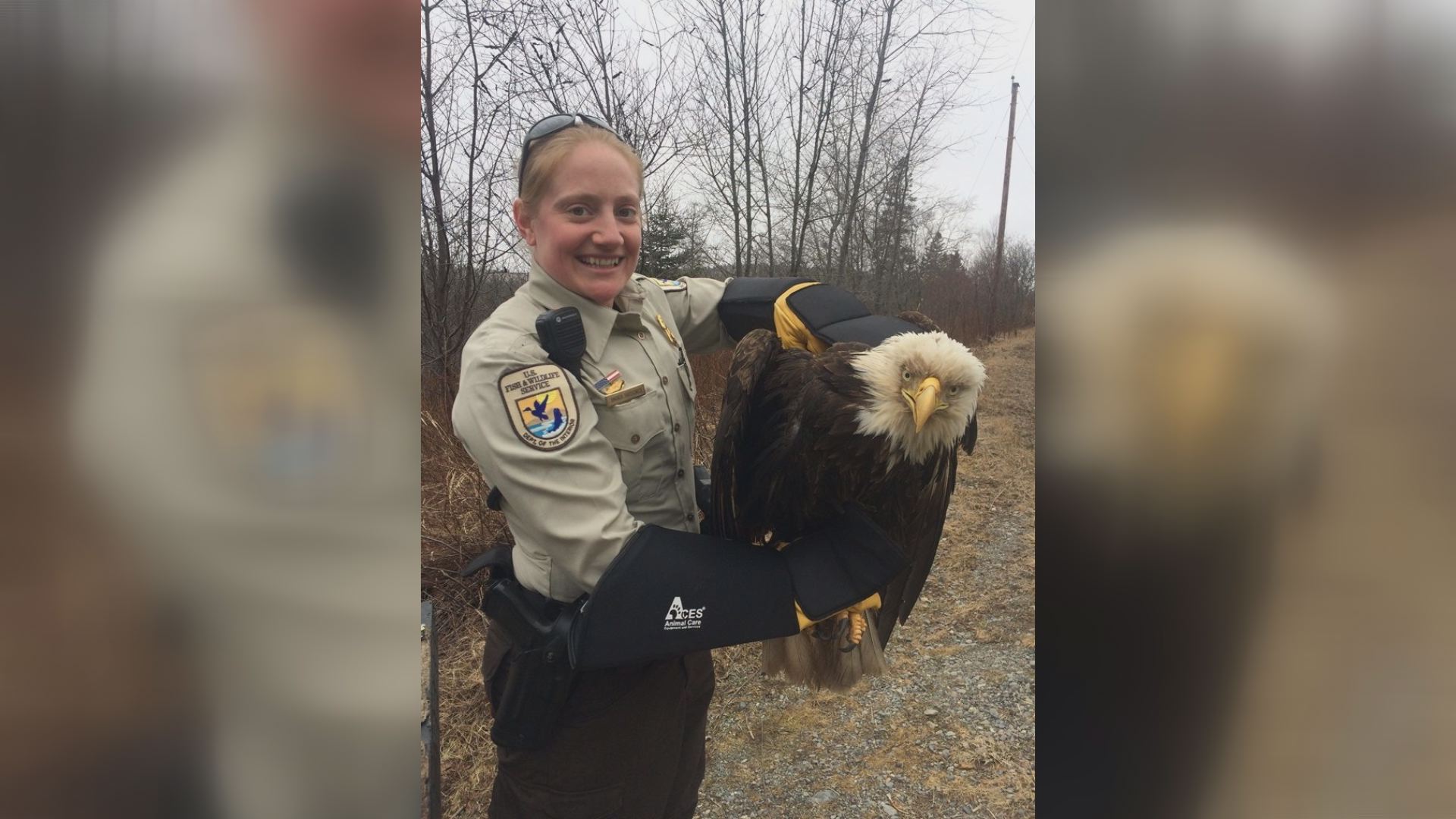 PHOTOS: Oldest eagle ever documented in Maine | newscentermaine.com