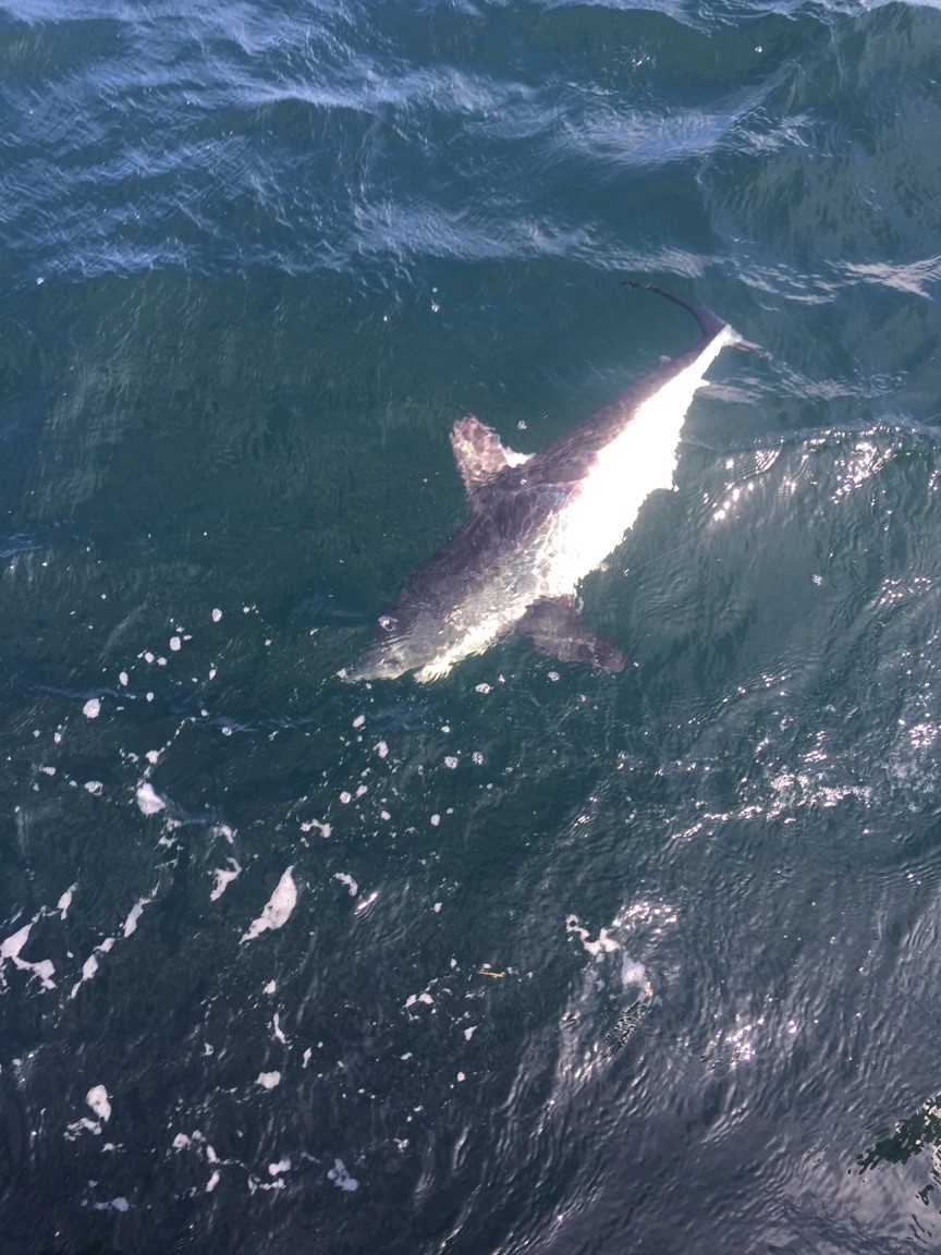 Man snaps shark pic off coast of Maine | WLBZ2.com